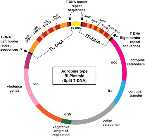 Agrobacterium rhizogenes-Mediated Transformation and Its ...