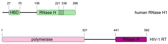The RNase H Domain: Structure, Function and Mechanism | SpringerLink