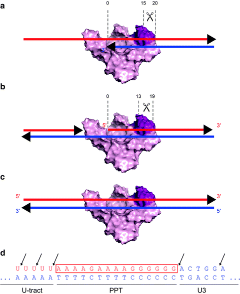 The RNase H Domain: Structure, Function and Mechanism | SpringerLink