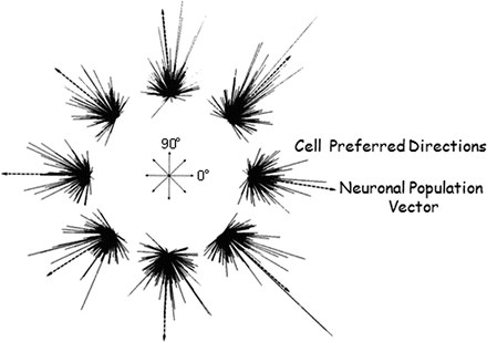 Neuronal Population Vector | SpringerLink