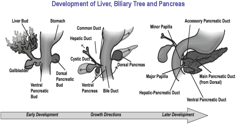 Stem Cell Populations Giving Rise to Liver, Biliary Tree, and Pancreas ...