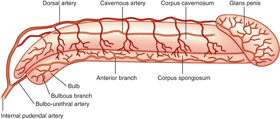 Embryology Relevant to Ultrasound Imaging of the Male Genitalia ...