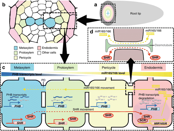 Developmental Control of Plasmodesmata Frequency, Structure, and ...