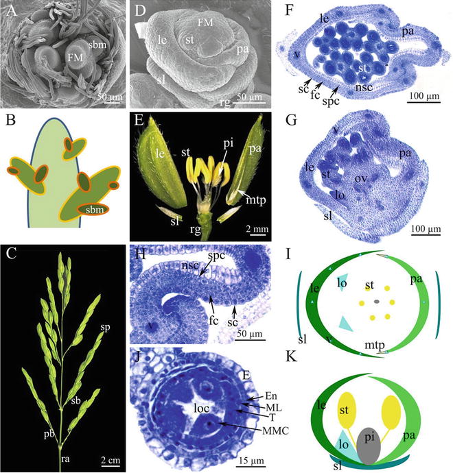Panicle Development | SpringerLink