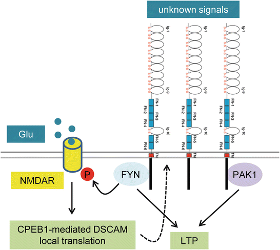 Roles for DSCAM and DSCAML1 in Central Nervous System Development and ...