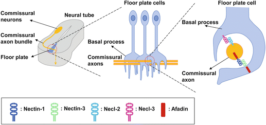Roles of Nectins and Nectin-Like Molecules in the Nervous System ...