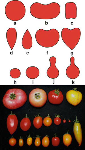 Phenotyping of Tomatoes | SpringerLink