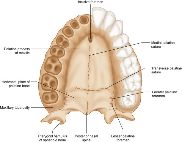 Anatomy of the Head and Neck | SpringerLink