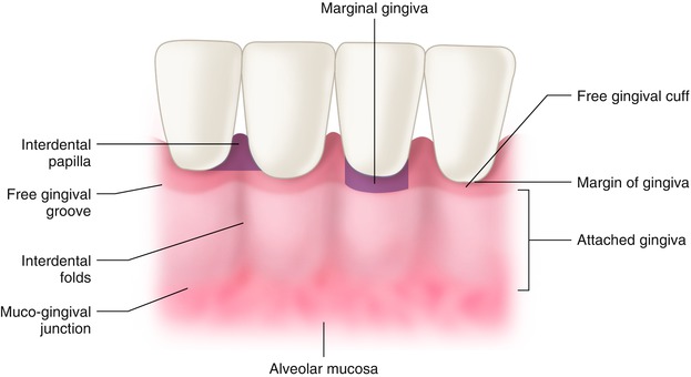 Oral Anatomy | SpringerLink