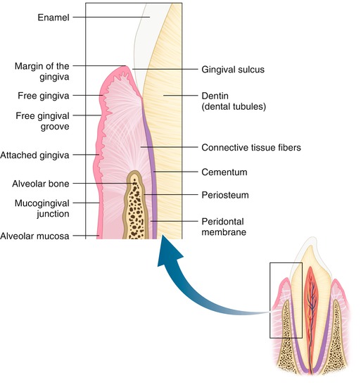 Oral Anatomy | SpringerLink