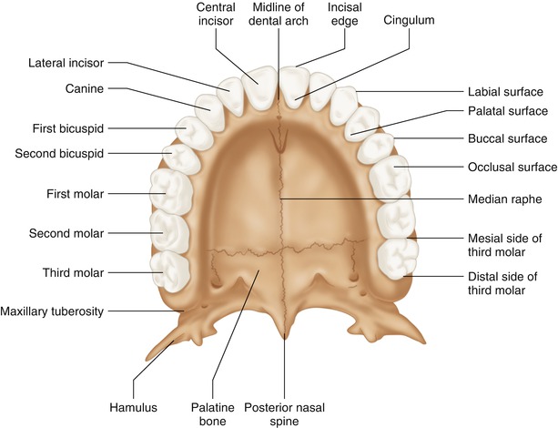 Oral Anatomy | SpringerLink