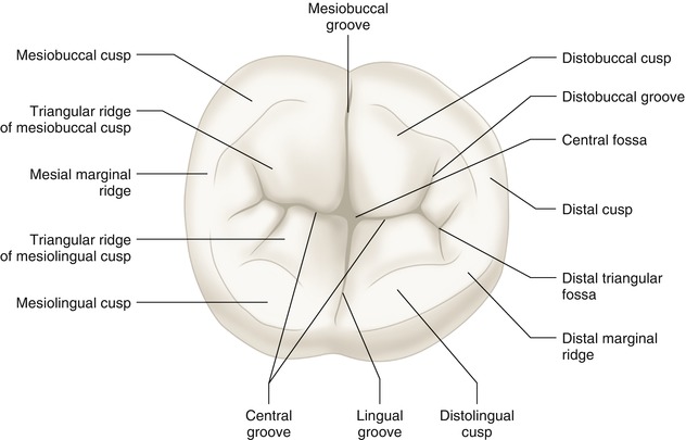 Oral Anatomy | SpringerLink