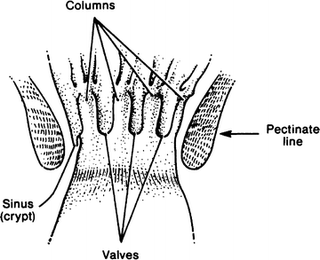 Colon and Anorectum | SpringerLink