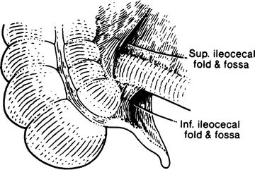 Colon and Anorectum | SpringerLink