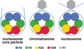 Histone, Nucleosome, and Chromatin Structure | SpringerLink