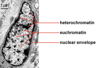 Heterochromatin: A Critical Part of the Genome | SpringerLink