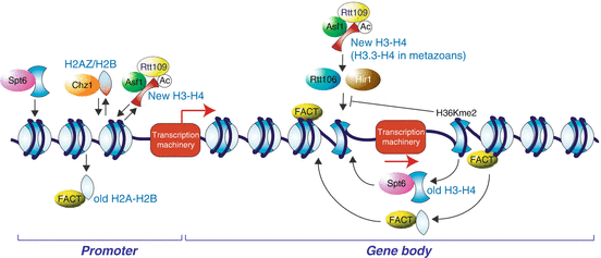 Histone Chaperones in the Assembly and Disassembly of Chromatin ...