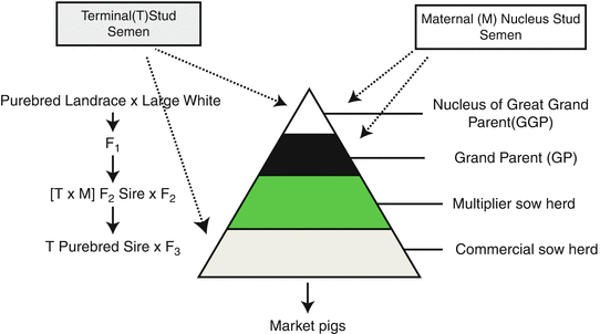 Impact of Swine Reproductive Technologies on Pig and Global Food ...