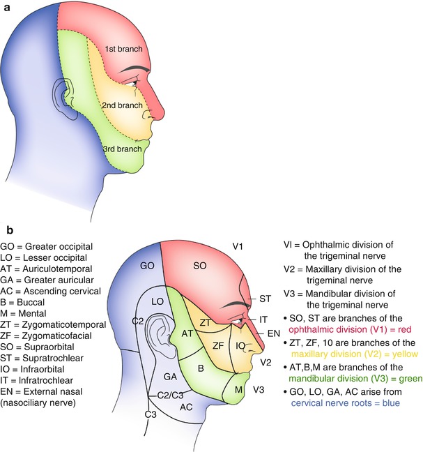 Peripheral Nerve Block for the Management of Headache and Face Pain ...