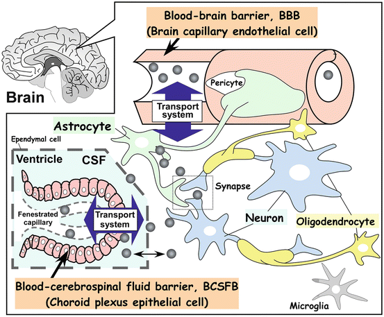 Recent Progress in Blood–Brain Barrier and Blood–CSF Barrier Transport ...