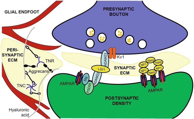 Zooming in on the (Peri)synaptic Extracellular Matrix | SpringerLink