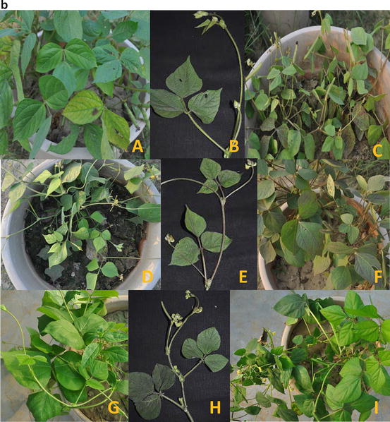 Vigna | SpringerLink