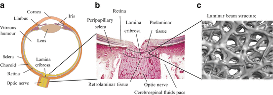 Glaucoma and Structure-Based Mechanics of the Lamina Cribrosa at ...
