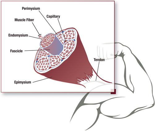 Structure and Organization of Skeletal Muscle | SpringerLink