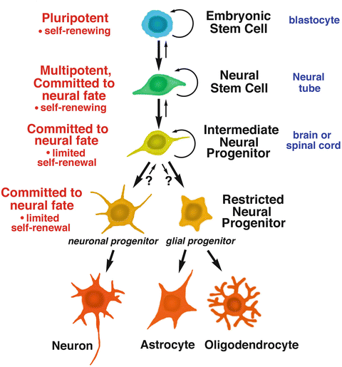 Neural Stem Cells for Spinal Cord Injury | SpringerLink