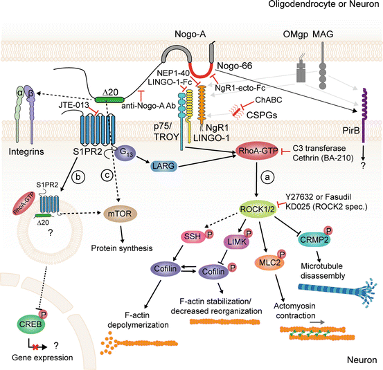 Blocking the Nogo-A Signaling Pathway to Promote Regeneration and ...