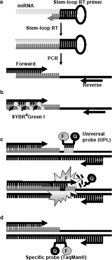 Stem-Loop qRT-PCR for the Detection of Plant microRNAs | SpringerLink
