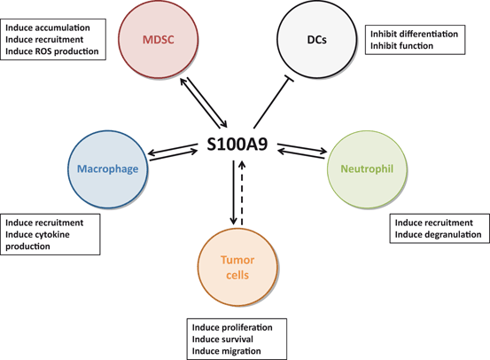 S100A9, Inflammation, and Regulation of Immune Suppression in Cancer ...