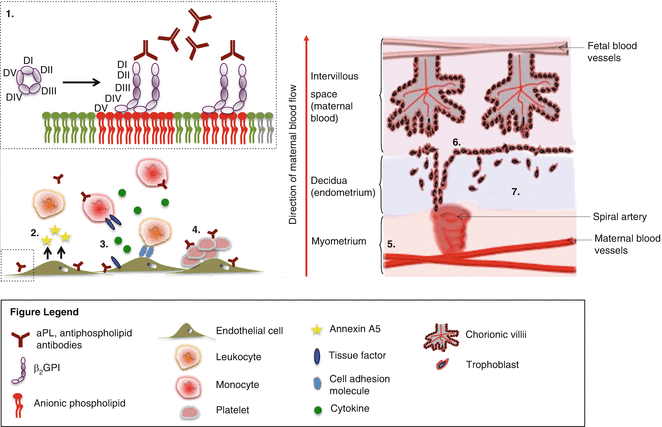 Laboratory Tests for the Antiphospholipid Syndrome | SpringerLink