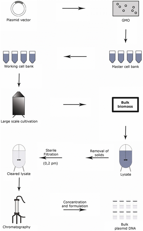 Pharmaceutical Grade Large-Scale Plasmid DNA Manufacturing Process ...