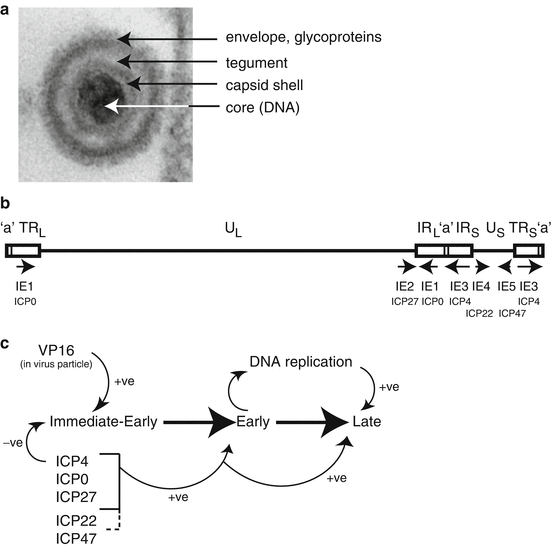 HSV-1 Biology and Life Cycle | SpringerLink