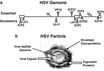 Engineering HSV-1 Vectors for Gene Therapy | SpringerLink