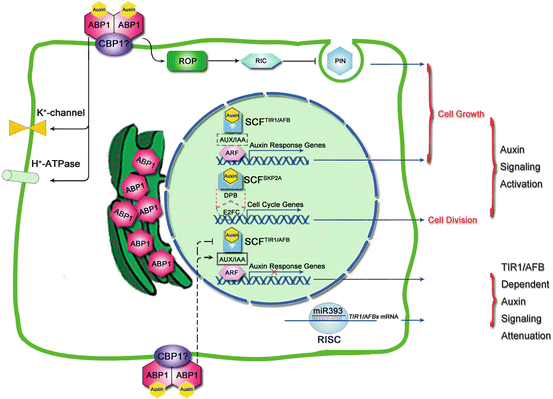 Auxin in Plant Growth and Stress Responses | SpringerLink