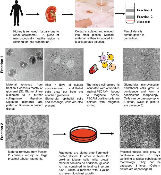 Renal Cell Culture | SpringerLink