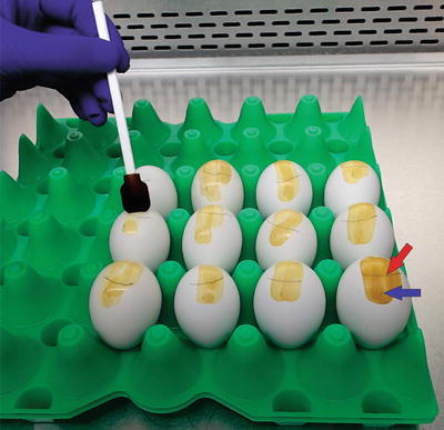 Avian Influenza Virus Isolation, Propagation, and Titration in ...