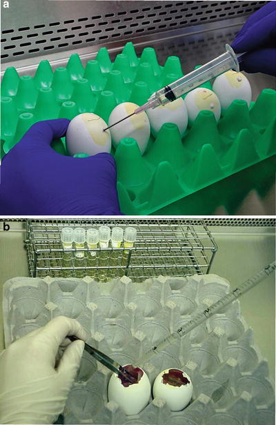 Avian Influenza Virus Isolation, Propagation, and Titration in ...
