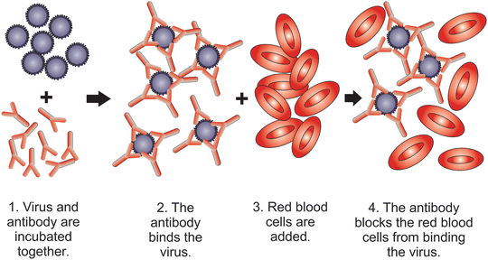Hemagglutination-Inhibition Assay for Influenza Virus Subtype ...