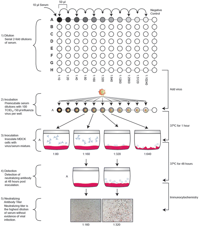 Serum Virus Neutralization Assay for Detection and Quantitation of ...