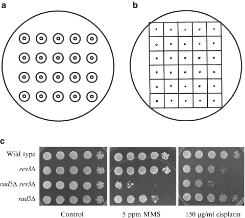 Yeast Survival and Growth Assays | SpringerLink