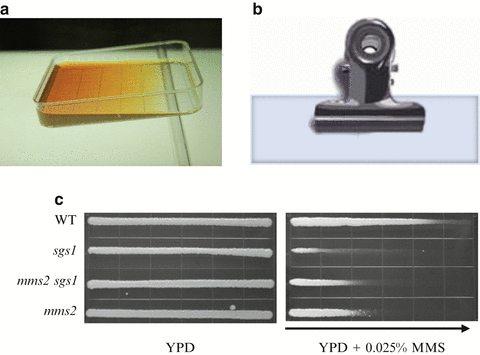 Yeast Survival and Growth Assays | SpringerLink