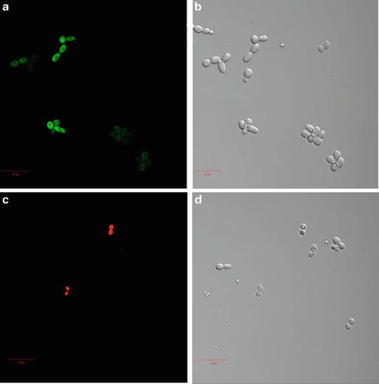 Quantification of GFP Signals by Fluorescent Microscopy and Flow ...