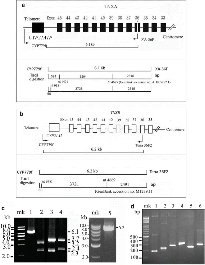 Mutational Analysis of CYP21A2 Gene and CYP21A1P Pseudogene: Long-range ...