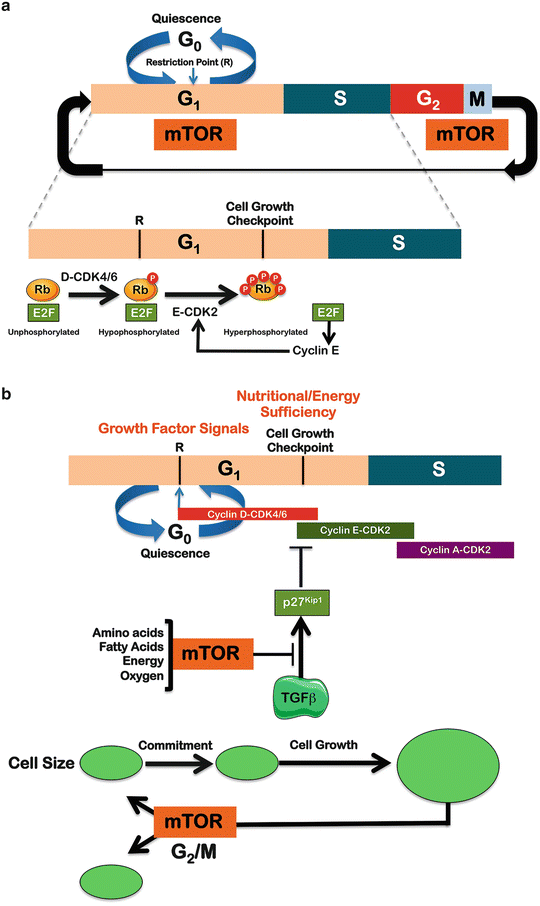 Cell Cycle Regulation by the Nutrient-Sensing Mammalian Target of ...