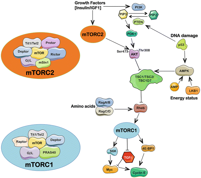 Cell Cycle Regulation by the Nutrient-Sensing Mammalian Target of ...