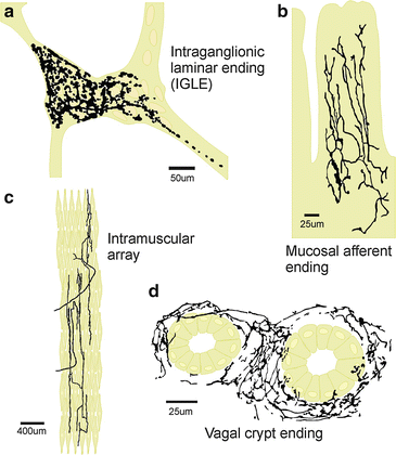 The Enteric Nervous System and Gastrointestinal Innervation: Integrated ...
