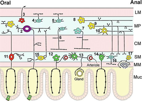 The Enteric Nervous System and Gastrointestinal Innervation: Integrated ...